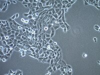 UM-SCC-1 Squamous Carcinoma Cell Line | SCC070